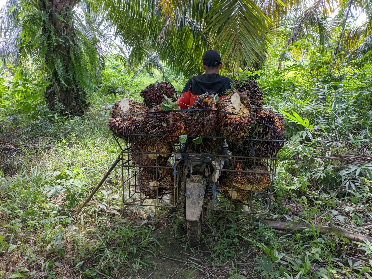 Resources - Palm Oil Monitor